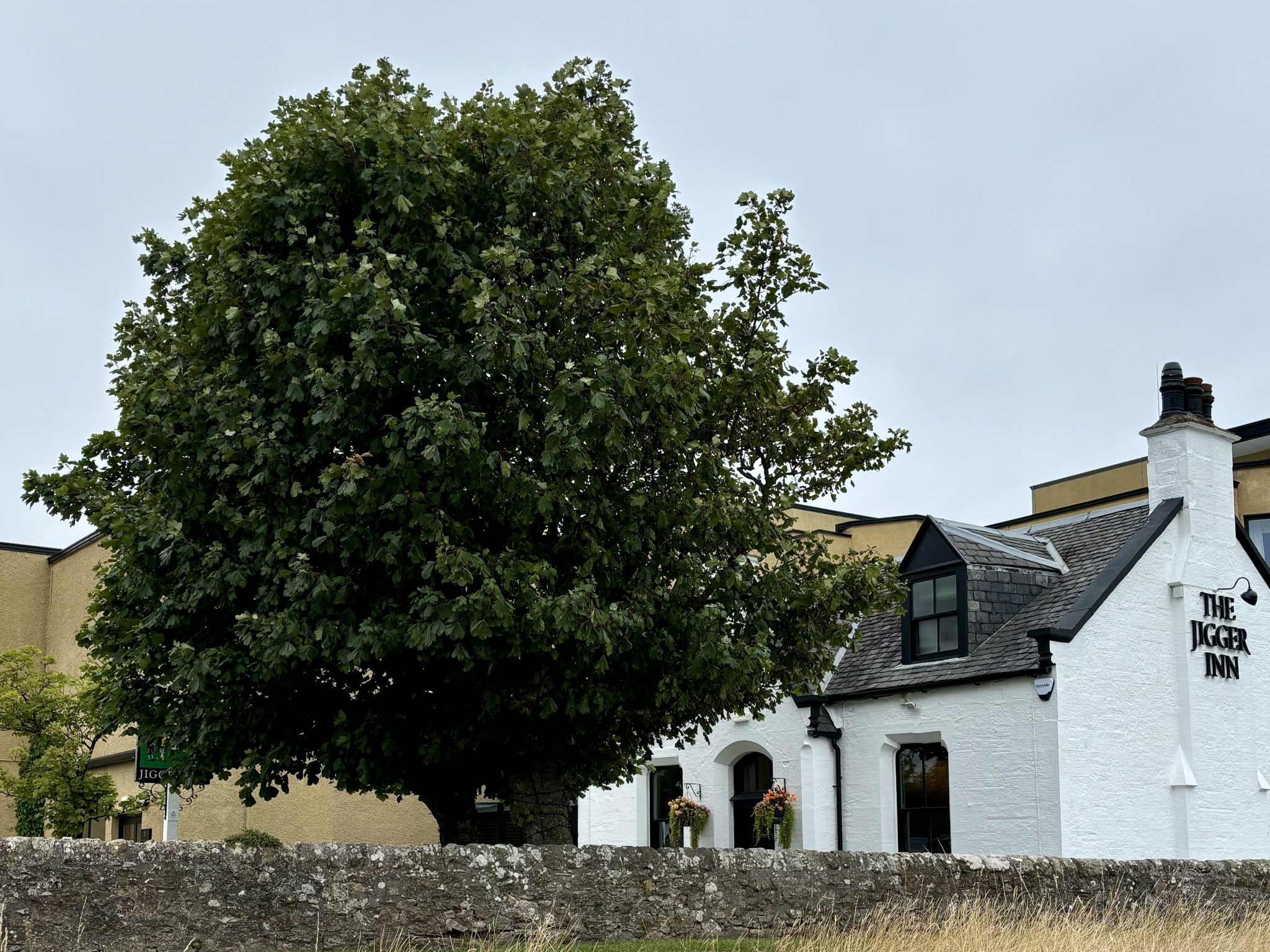 Services - Callophrys Tree Consultancy